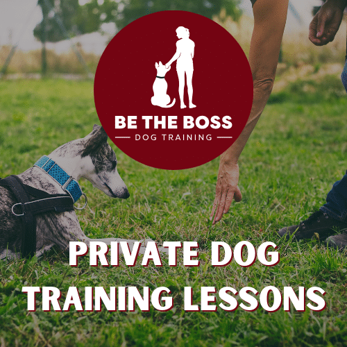 Private Dog Training in Utah County | Be The Boss
