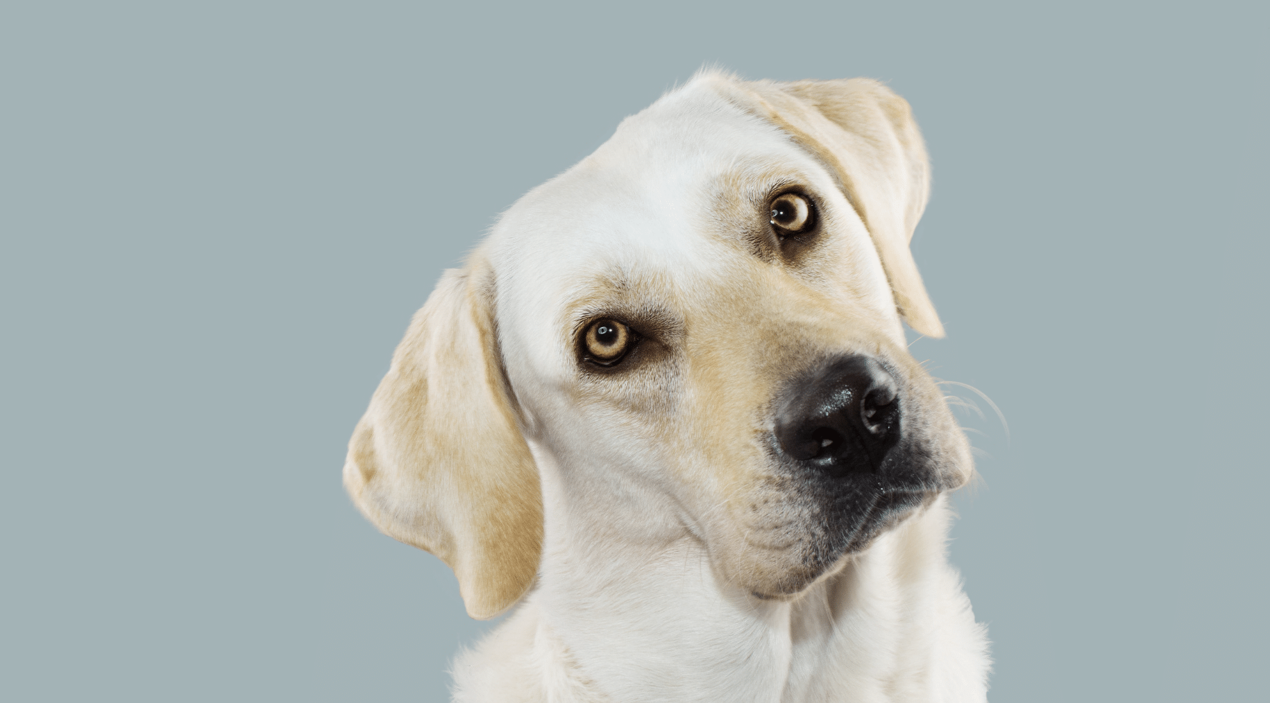 The Curious Head Tilt: What's Behind That Cute Dog Behavior? - Be The ...