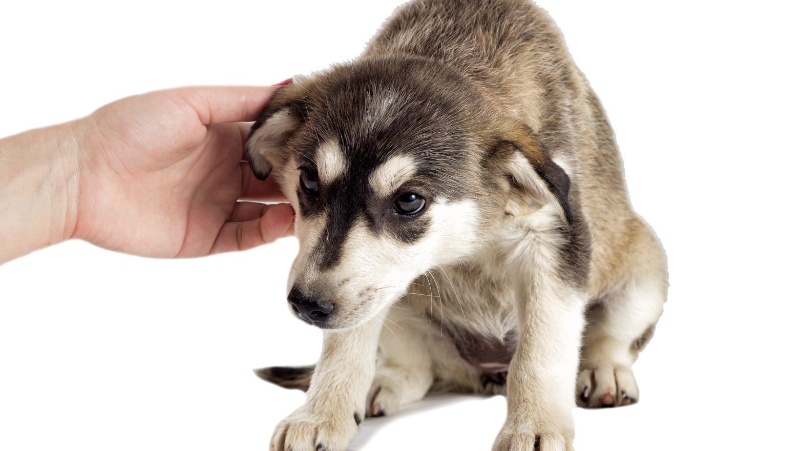 Why Does My Dog Fear Strangers? - Be The Boss Dog Training