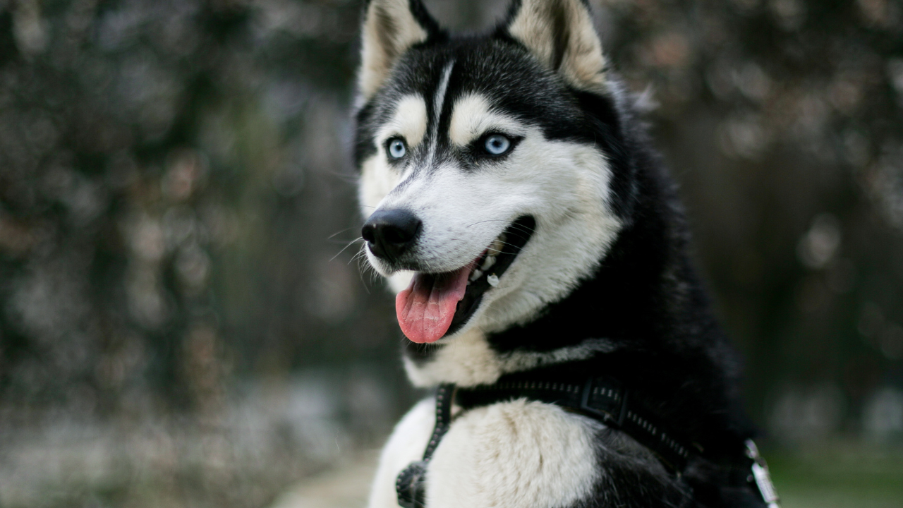 “Why Does My Dog Shut Down or Freeze During Training Instead of ...
